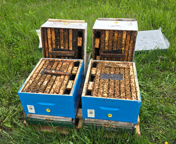 Bees for Sale – Busy Bee Farm